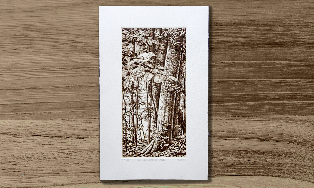 Veery and American Beech Etching by Ryland Loos - Adirondack Mountain Club